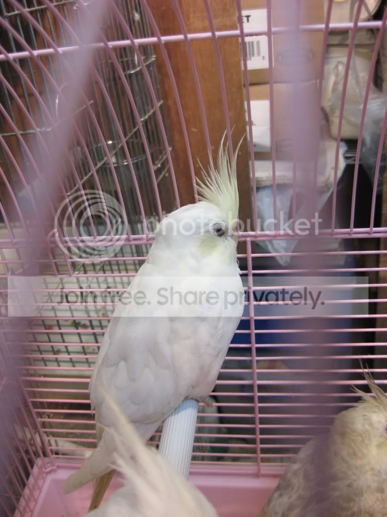 Mutation Question Talk Cockatiels Forum